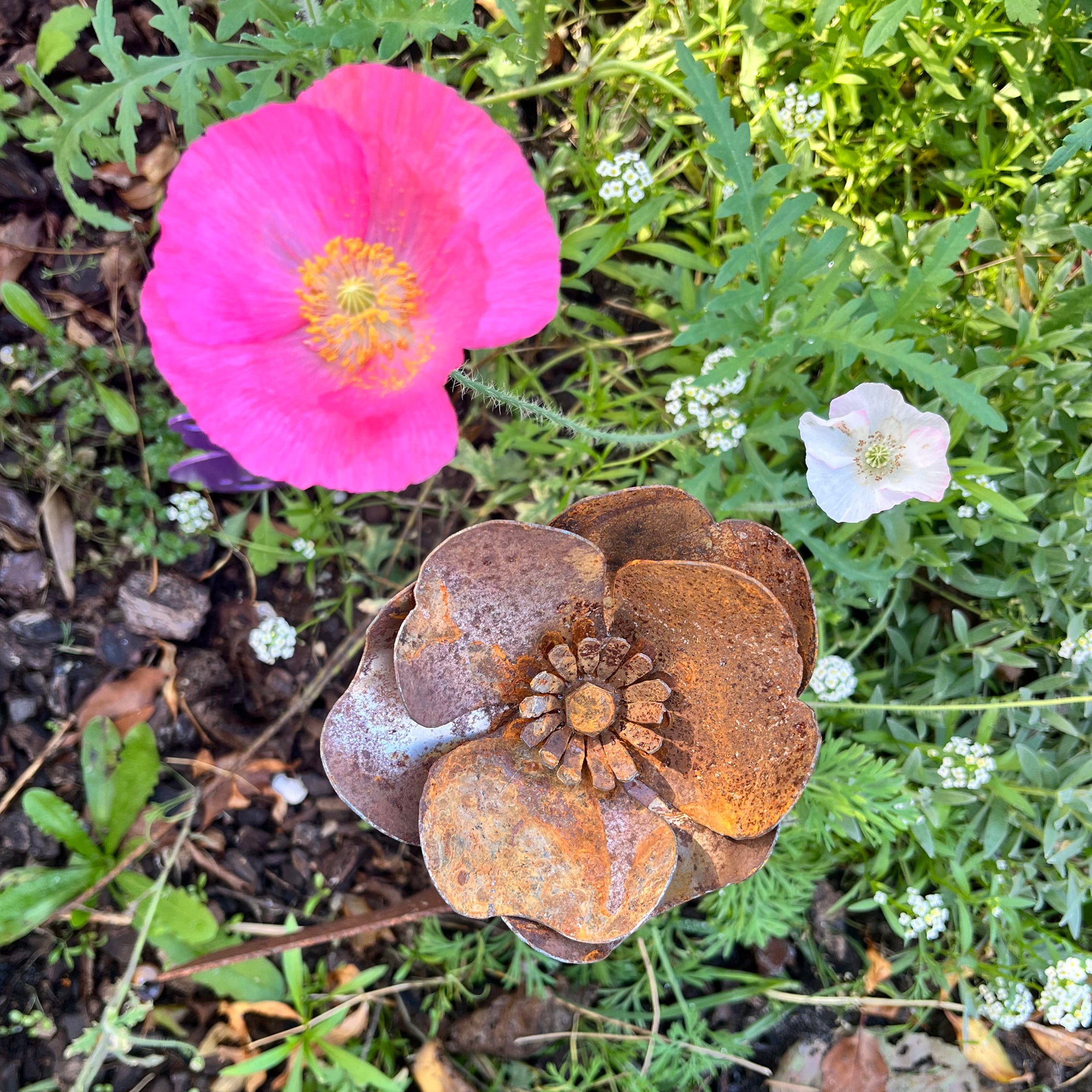 Rusty Rose DIY kits and other kits to get creative at home | Gravelly ...