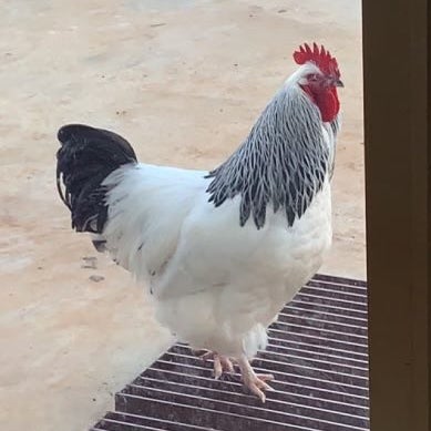 Paula CUSTOM | Gravelly Beach Metalworks